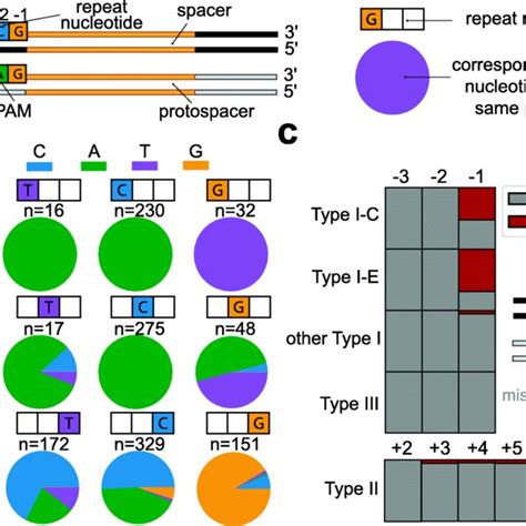 Relationship Between Repeat And Pam Sequence A Schematic Of The