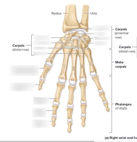 Human Anatomy Carpals Metacarpals Phalanges Diagram Quizlet