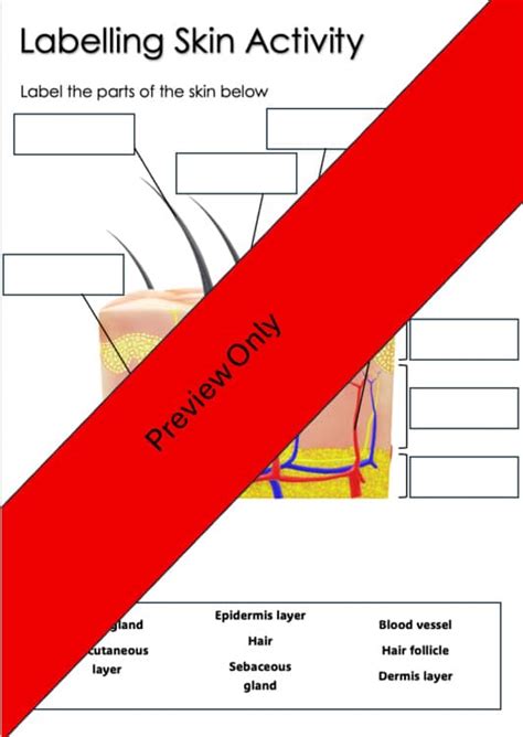 Human Skin Labeling Worksheet Anatomy Of The Skin Diagram Activity By