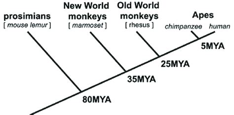 Human Cladogram