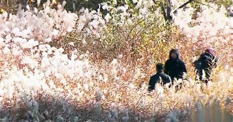 황금색으로 빛나는 겨울 청계천