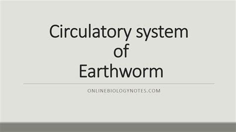 Circulatory System Of Earthworm Online Biology Notes