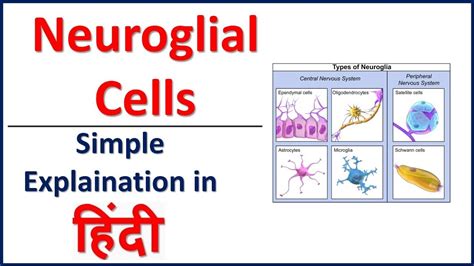 Neuroglial Cells Function