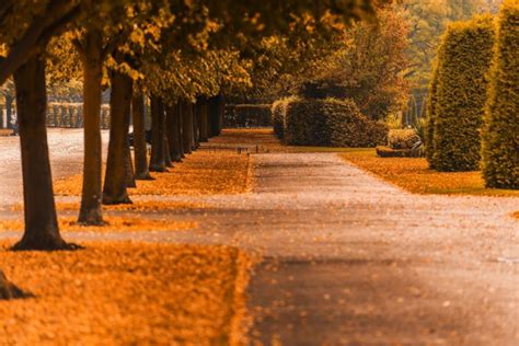 Nature Fall Trees Path Walk Colors Road Colorful Autumn Leaves