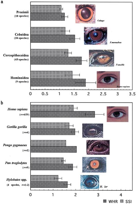 Figure 6 From Unique Morphology Of The Human Eye And Its Adaptive