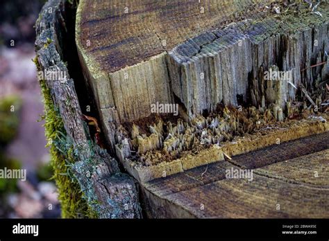 Textured Tree Stump Covered In Moss In The Forest Stock Photo Alamy