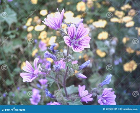The Flowers Stock Image Image Of Garden Wildflower 272640109