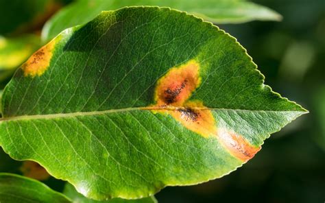 What Is Cedar Apple Rust Disease Orchard Park Tree Service