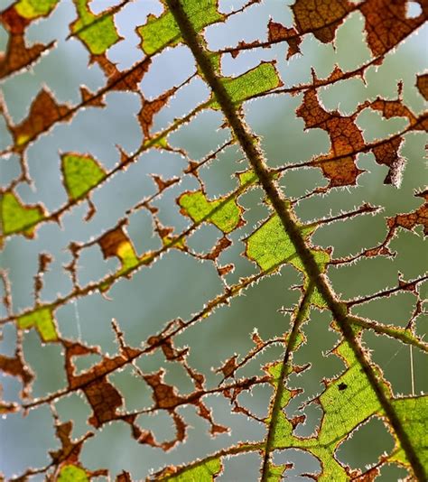 Premium Photo A Leaf With A Green And Yellow Pattern
