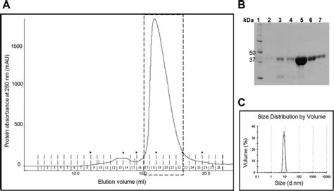 Optimized Sec Purification Of Mgd1d137 His 6 A The Size Exclusion