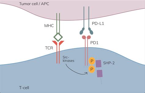Pd1 Shp 2 Interaction Navinci