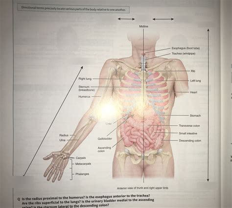 Directional Terms Diagram Quizlet