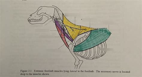 Diagram Of Extrinsic Forelimb Muscles Quizlet