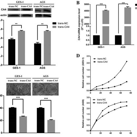 Ca4 Inhibits Gastric Cancer Cell Proliferation A Ectopic Expression Download Scientific