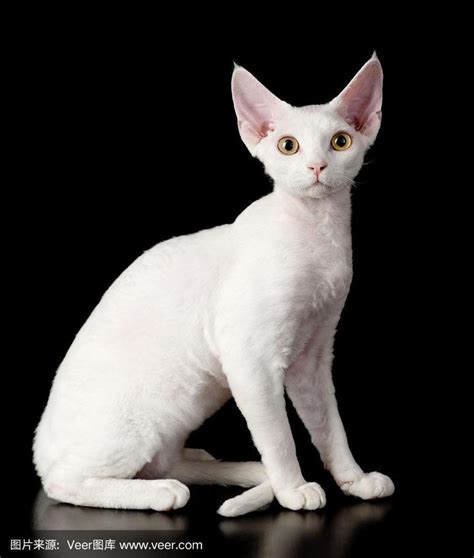 德文雷克斯猫的性格 知乎