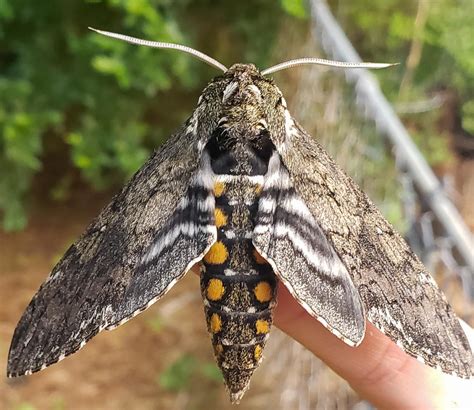 Giant Moth From The Neighbors Garden Artofit