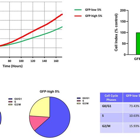 Proliferation And Cell Cycle Progression Are Elevated In The Sox2 High