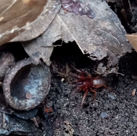 Spider R Whatisthisbug