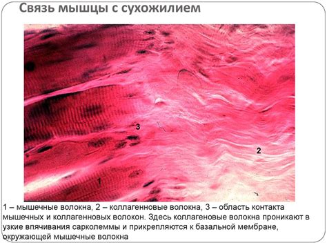 Мышечная ткань презентация онлайн