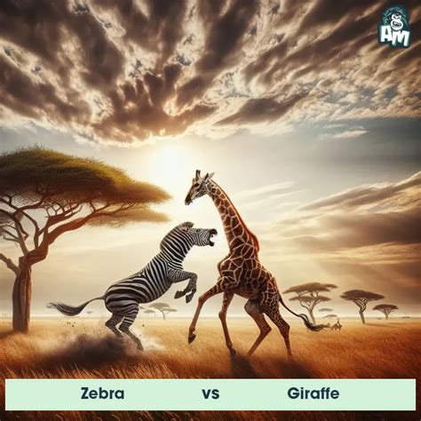 Giraffe Predator Prey Interactions Fights And Aggressive Behaviors