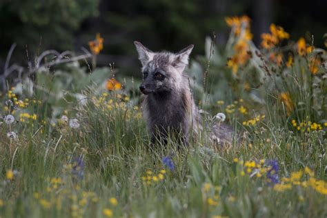 A Beginners Guide To Teton Wildflowers