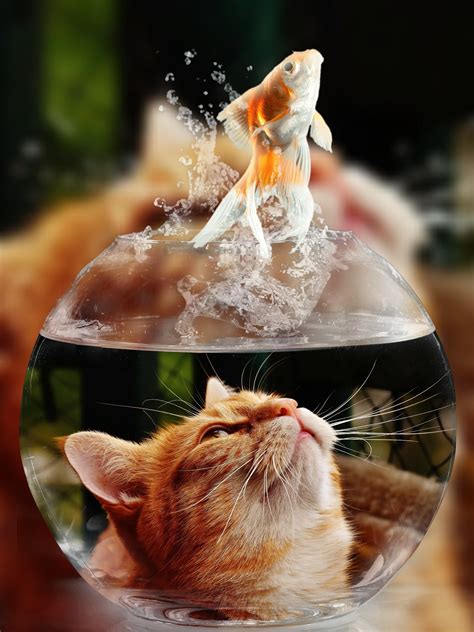 Gambar Menghadapi Ikan Mas Kaca Dekat Melihat Mata Potret