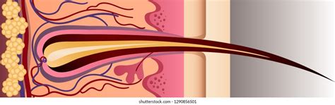 Dermis Microscope Over 120 Royalty Free Licensable Stock Vectors