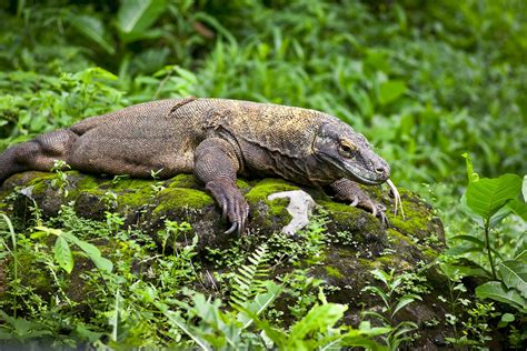 Komodo Dragon National Geographic Society 13 Night Bali And Beyond