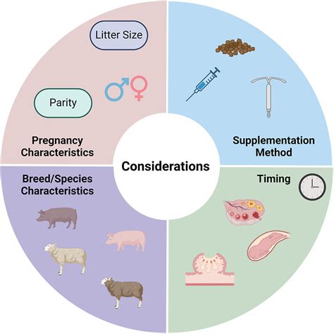 Exogenous Progesterone Supplementation A Strategy To Enhance Conceptus Development In Sheep And