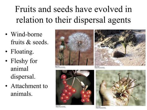 Ppt Evolution Of Angiosperms Powerpoint Presentation Free Download