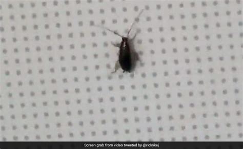 Cockroach In Flight Tweets Grammy Winner Ricky Kej Indigo Replies