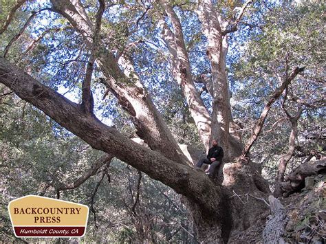 Canyon Live Oaks Of Southern California Michael Kauffmann