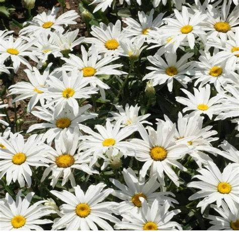 Dwarf Shasta Daisy Silver Princess Flower Seeds Chrysanthemum Maximum Perennial Garden