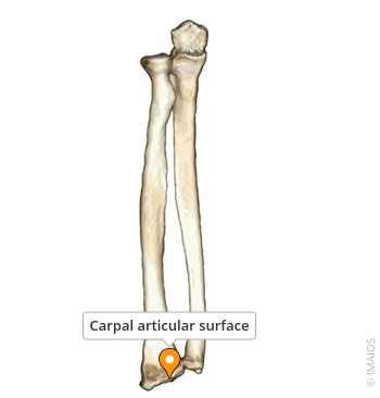 Carpal Articular Surface E Anatomy Imaios