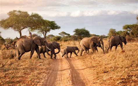 4 Days Tanzania Safari Tanzania Wildlife Safaris Tanzania Safaris