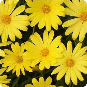 Voltage Yellow African Daisy Armstrong Garden Centers