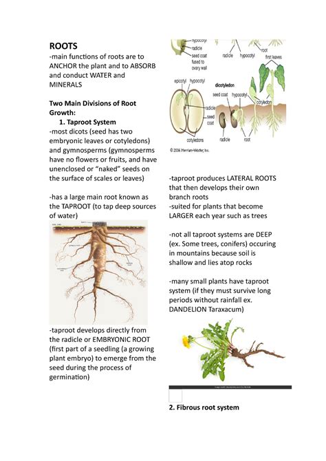 Roots Lecture Notes 1 ROOTS Main Functions Of Roots Are To ANCHOR The Plant And To ABSORB
