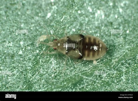 Predatory Flower Bug Orius Majusculus Nymph Attacking Western Flower