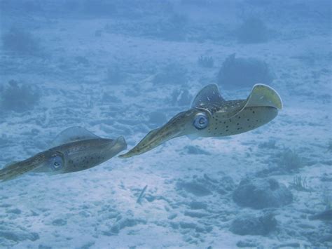 SQUID Naked Scientists