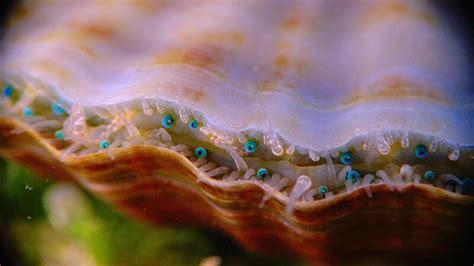 Black Sea Mollusk Scallop Flexopecten Ponticus Small Blue Eyes And