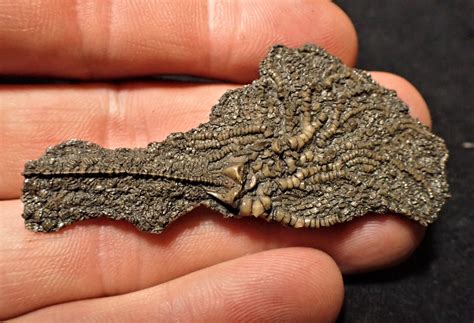 Juvenile Crinoid Fossil 60 Mm Jurassic Coast Fossils