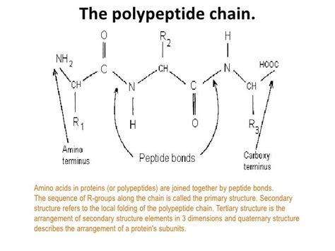 Peptide Bond Structure