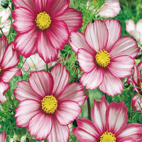 Cosmos Seeds Candy Stripe Mckenzie Seeds