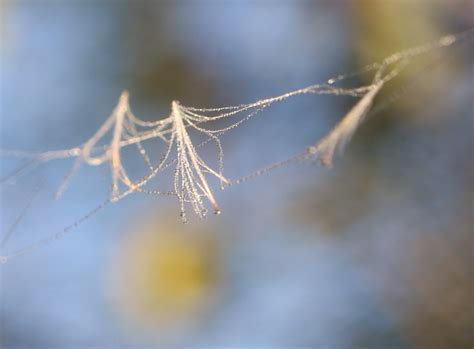 Spiders Silk