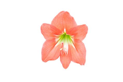 흰색 배경에 고립 된 붉은 히피스트럼 또는 아마릴리스 꽃에는 클리핑 경로가 포함되어 있습니다 0명에 대한 스톡 사진 및 기타 이미지 Istock