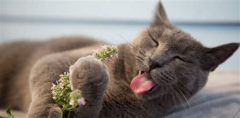 What Actually Is Catnip And Is It Safe For My Cat