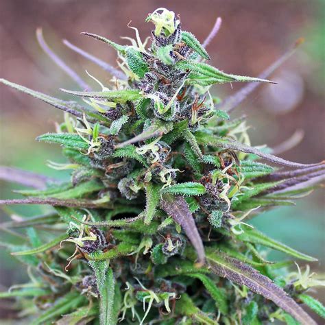 Mango Mango Getting Some Great Color Really Happy With The Bud Structure And Trichome Coverage