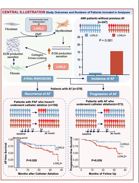 Po 02 057 Loxl2 And Its Role In Atrial Fibrillation Insights Into