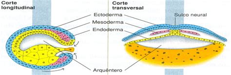 Embriologia E Histologia Tecido Epitelial