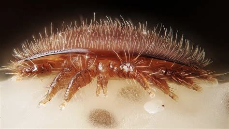The Worlds Worst Bee Parasite “varroa Destructor” Detected In South